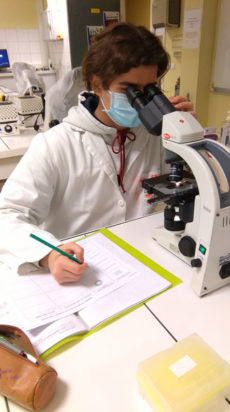 Frottis sanguin et observation microscopique des cellules sanguines ...