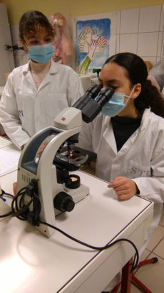 Frottis sanguin et observation microscopique des cellules sanguines ...